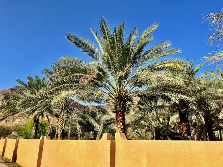 OMAN: Im Reich der Datteln und Palmen - vonREISENundGAERTEN
